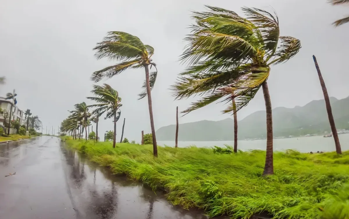 Ventos fortes arrancam mais de 100 árvores durante tempestade - Bahia ...